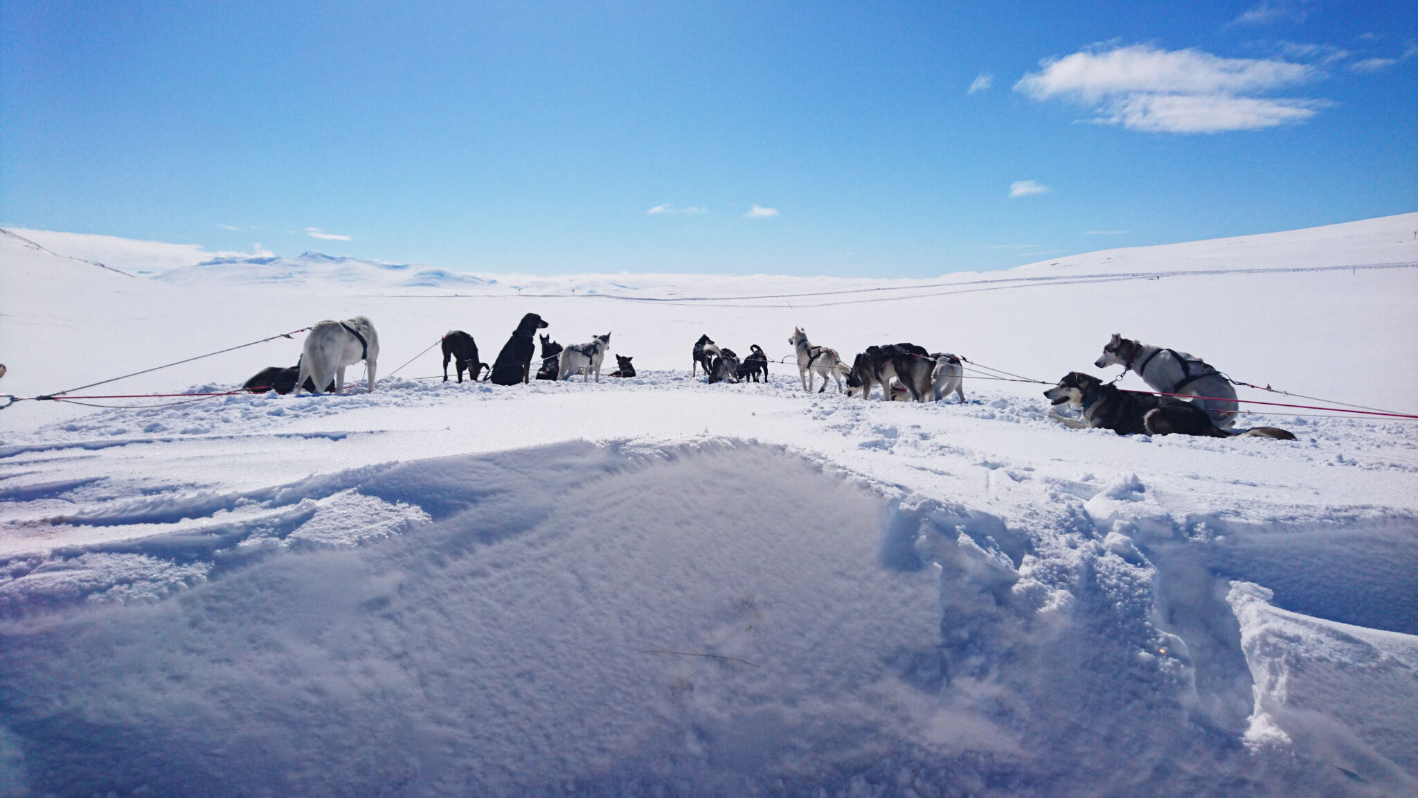 The Howling Dog Farm - Vemdalen